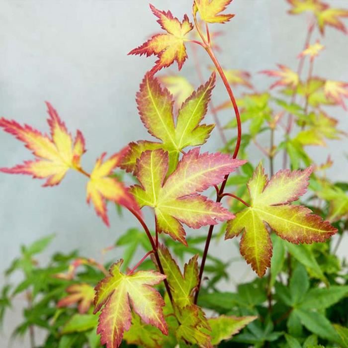 Acer palmatum 'Little Princess' – Érable du Japon – Arbuste - Rustique ...
