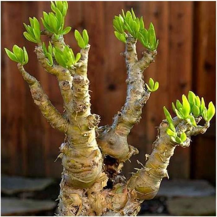 Tylecodon Luteoquamata-Caudiciforme-Bonsaï-10 Graines[x3963 ...