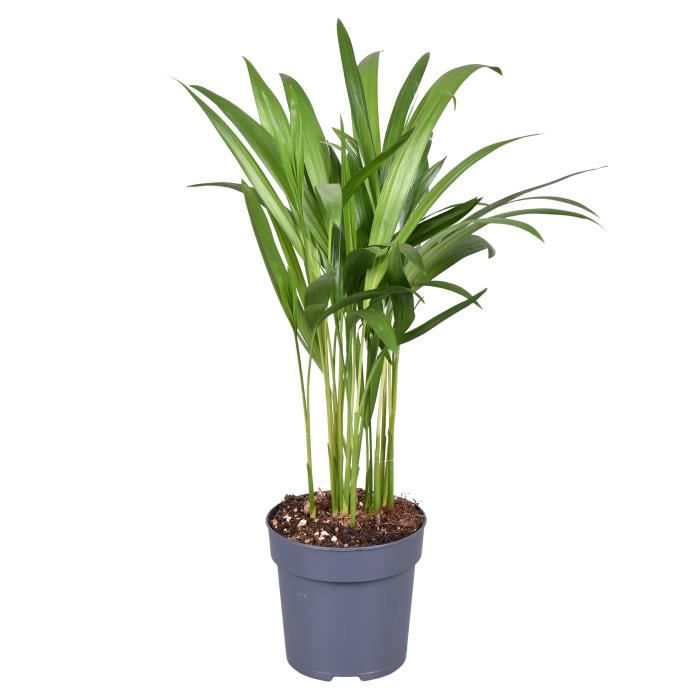 Plante d'intérieur – Palmiste multipliant – Hauteur: 40 cm X69F ...