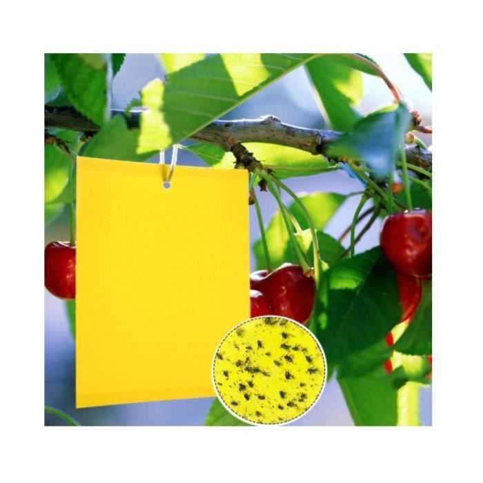 20 pièces Jaune Mouche piège Double Face, pièges Jaunes Double Face ...