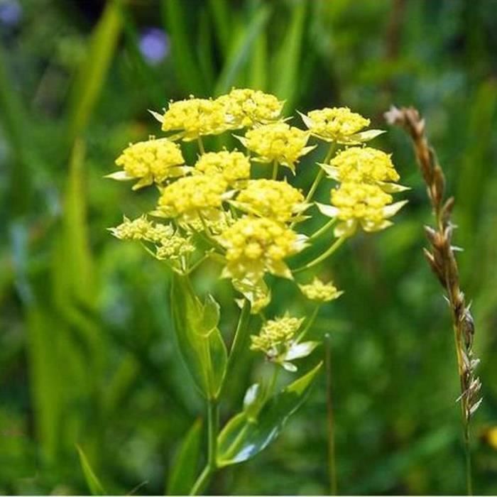 Radix Bupleuri Seeds 30+ Bupleurum Chinense Herb Seeds (Chai Hu ...