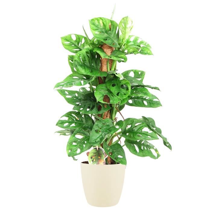 Plante d'intérieur – Monstera Monkey Mask en pot de fleur crème comme ...