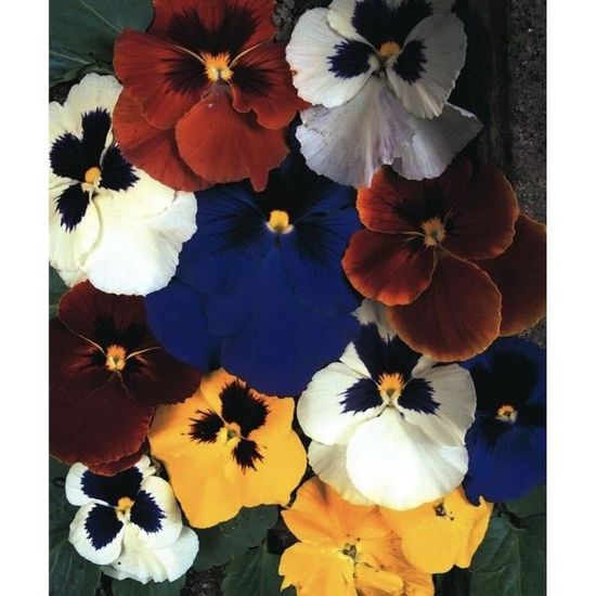 Fresh Seeds Lot De 50 Graines De Pensées De Fleurs D'Hiver Géantes De ...