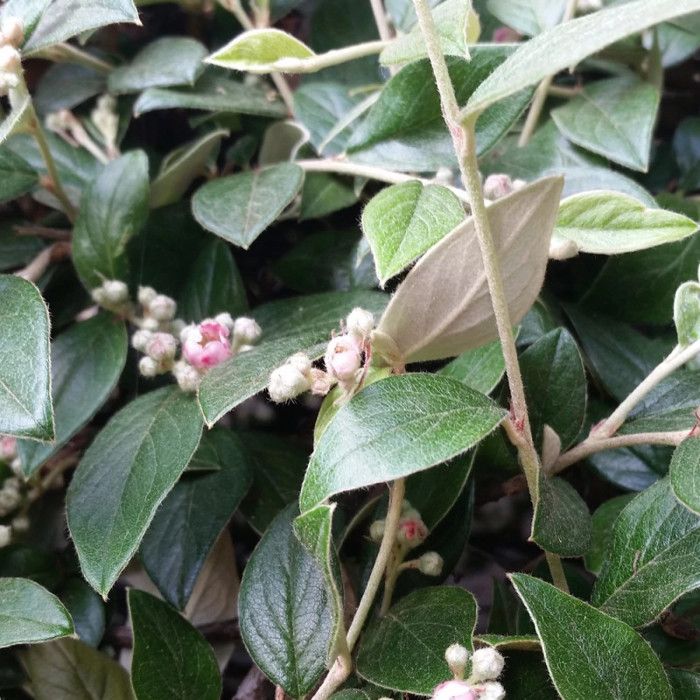 Cotoneaster franchetti - Plantes Avenue - Pot de 7,5L - 60/80 cm ...