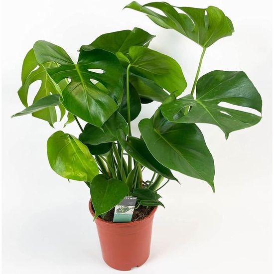 Monstera deliciosa | Faux Philodendron | Plante d'intérieur tropicale ...