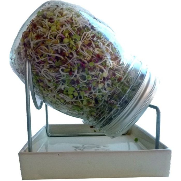 Germoir en verre - Pour une alimentation saine avec des graines germées ...
