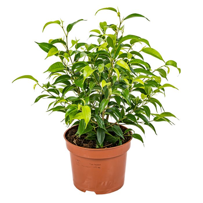 Ficus Benjamina Natasja - Figuier pleureur - Plante d’intérieur - 20-30 ...