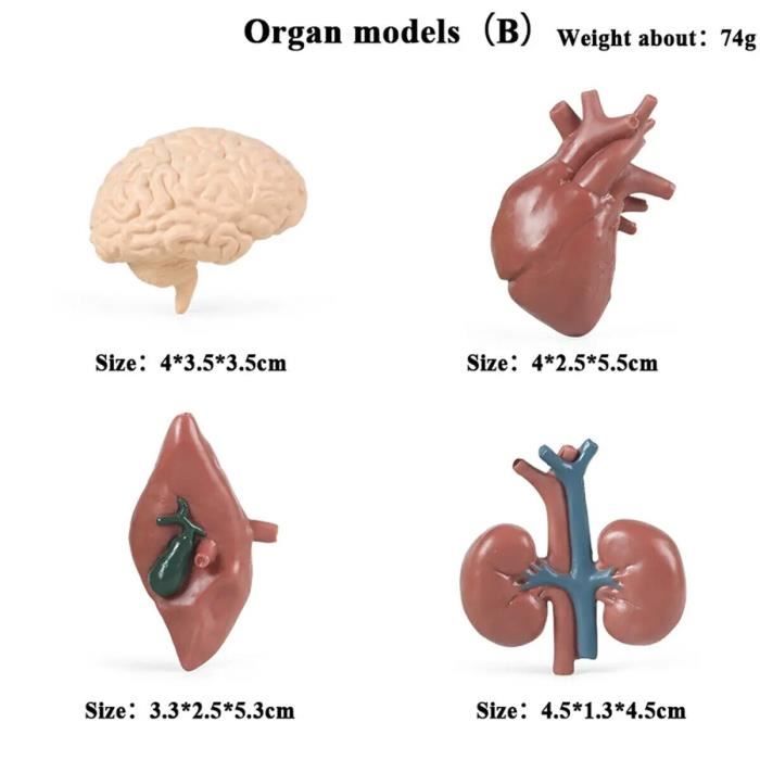 4PCS Set Human Body Organ Anatomy Model Educational Action Figures ...