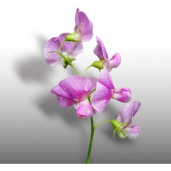 20 Graines Fleurs De Pois De Senteur-Lathyrus Odoratus[x1963 ...