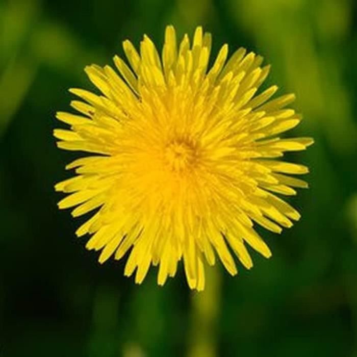 LI-100Pcs Pissenlit Graines Vivaces accrocheur Tapis Fleurs Forte Capacité D'adaptation Créer ...