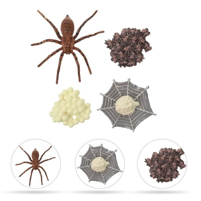Cycle de vie Figurines Insectes Spider Life Cycle Figures Grown ...