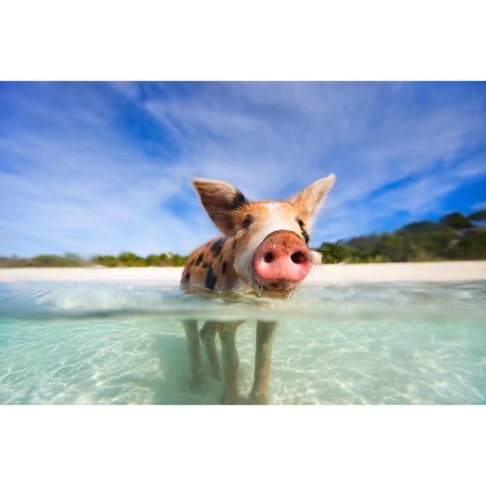 Papier Peint Photo INTISSÉ-COCHON DANS L'EAU-(215165)-400x260cm-8 lés ...