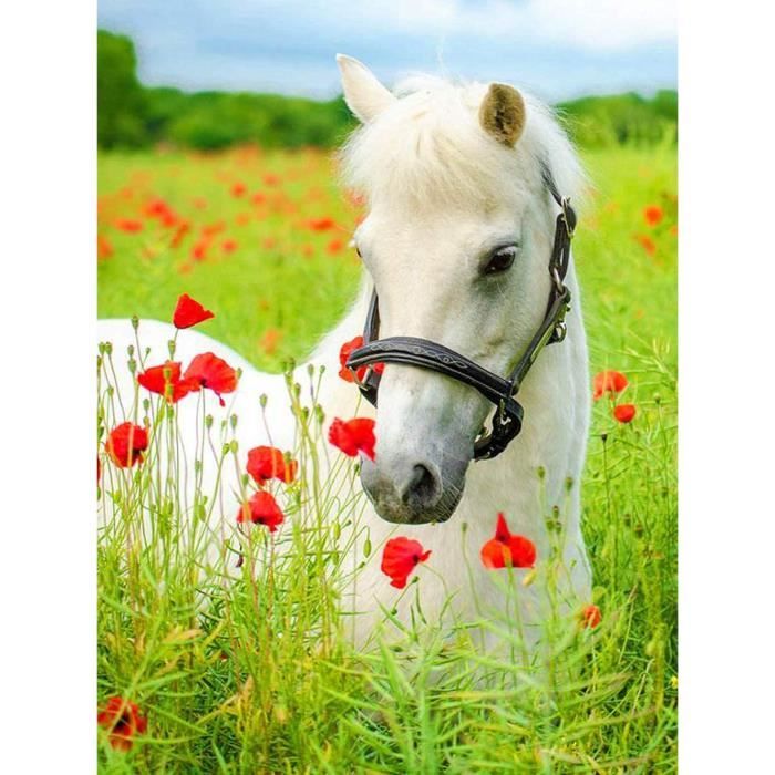 Peinture au Numero DIY Cheval Paint by Number Kit Peinture Par Numéros ...