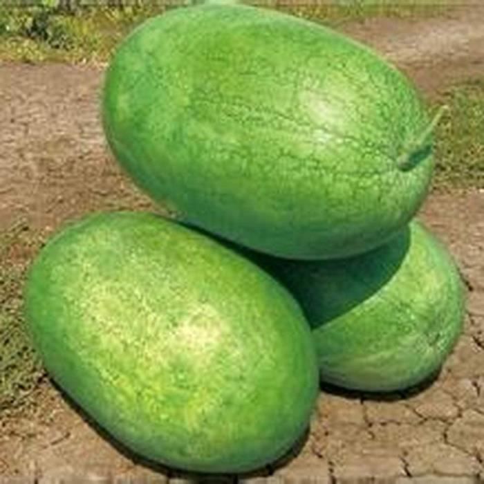 30pcs Graines De Pastèque Chair Unique Fruits Juteux Non OGM Heirloom ...