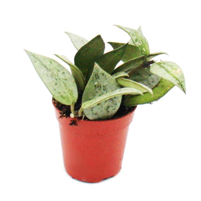 Mini plante - Hoya krohniana - fleur de porcelaine - Idéal pour les ...