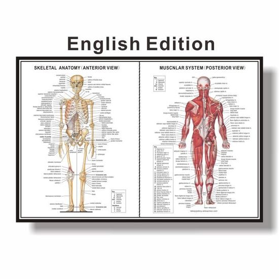 Tableau - Toile,Affiche d'anatomie du système musculaire du squelette ...