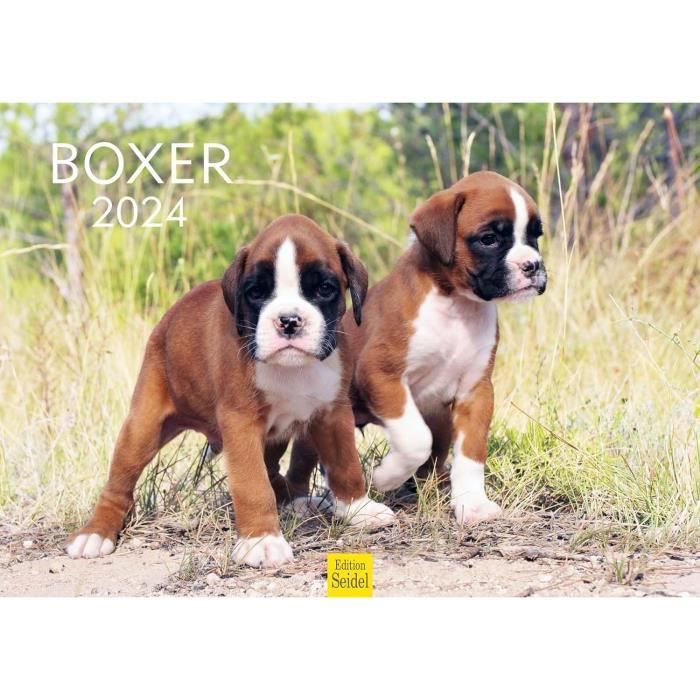 Calendrier Mural 2024 Boxer 2024 Format Din A3 Calendrier Mural Chien ...