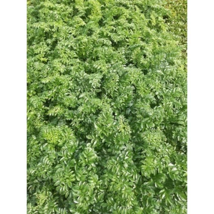 Plante Vivace - Angelica pachycarpa - Angélique en pot de 9 x 9 cm ...