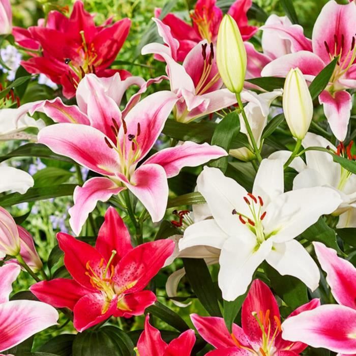 WEYE-Collection Lys d'Orient (15 bulbes) en 5 variétés, 3 de chaque couleur, bulbes vivaces et ...