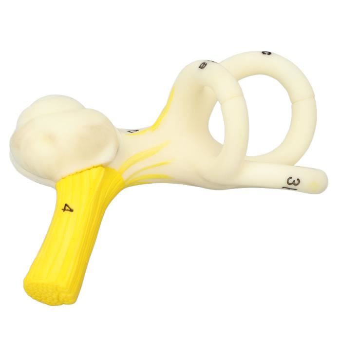 Cuque modèle de labyrinthe de l'oreille interne Modèle anatomique du ...