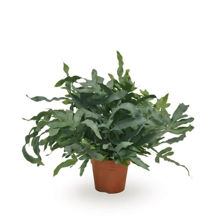 Fougère – Polypode doré – Hauteur: 60 cm XE6D - Cdiscount Maison