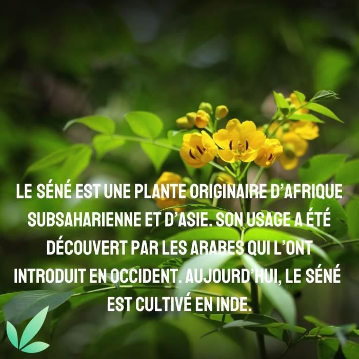 Séné 1kg - Feuilles Coupées de Qualité - Cdiscount Maison