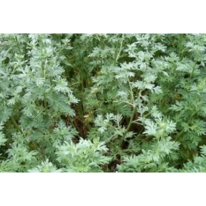 Plante Vivace - Artemisia absinthium - Armoise en pot de 9 x 9 cm ...