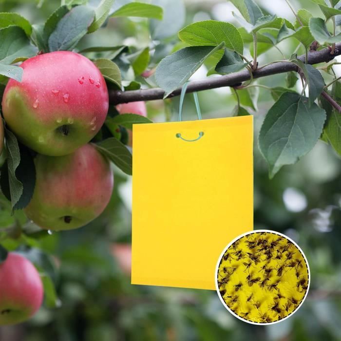 60Pcs Piège à insectes Jaune Double Face Version Agrandie (25x20cm ...