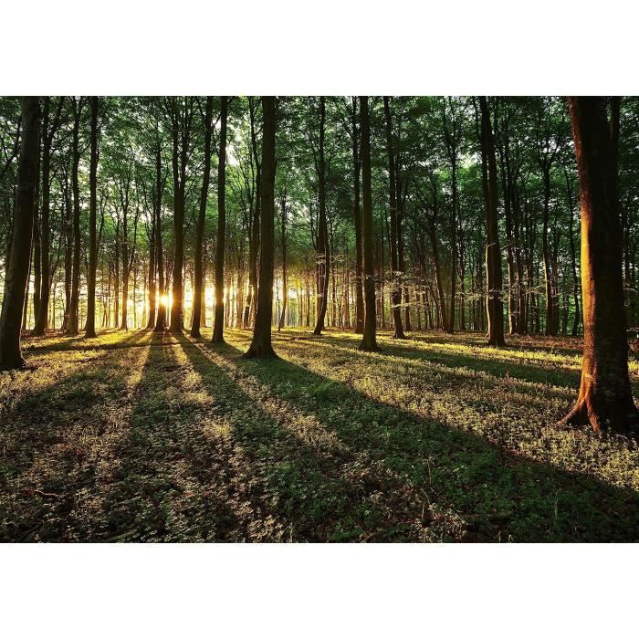 Papier Peint Adhésif Foret Campagne 245X175 Cm Mural Décoration Feuille ...