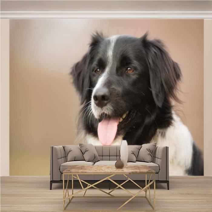 Papier Peint Panoramique Border Collie Noir Et Blanc, Thèmes De ...
