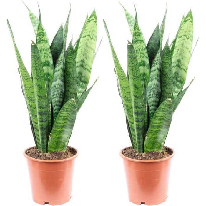 Sansevieria Trifasciata Lot de 2 chanvre arqué Noir Coral Hauteur env. 35 cm Diamètre du pot 12 ...