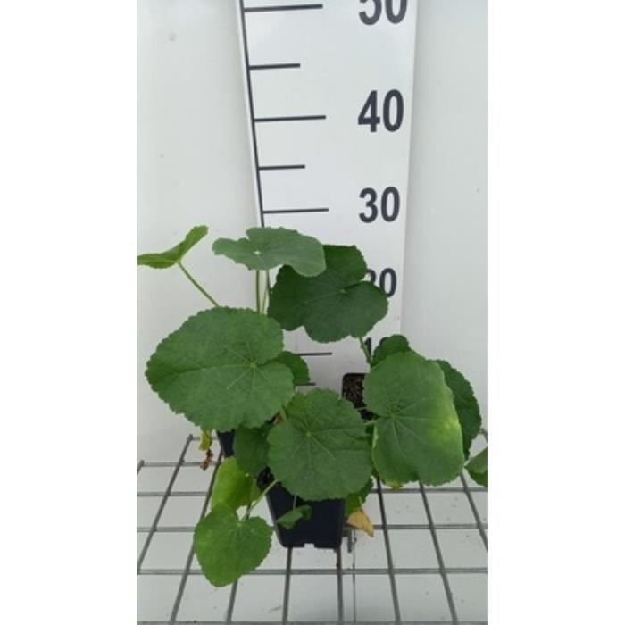 Plante Alcea rosea 'Simplex' - Rose trémière en pot de 9 x 9 cm ...