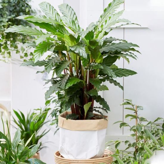 Calathea "Blue Grass" Luxuriante | Cadeau de Plante en Pot pour la ...