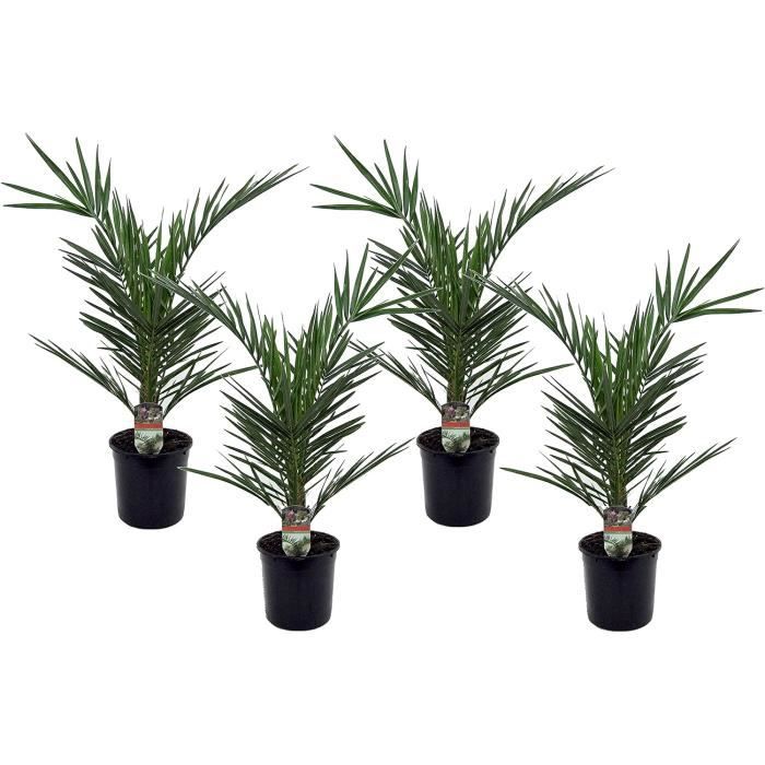 Phoenix Canariensis - Set De 4 - Palmier Dattier Des Canaries - Pot ...