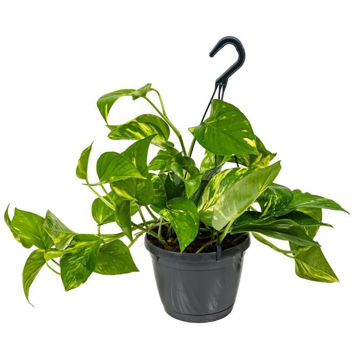 Scindapsus 'Aureum' dans un seul pot suspendu | Epipremnum - Plante d ...