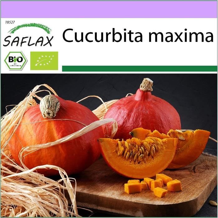 Bio Potiron D'Hokkaido 5 Graines Cucurbita Maxima[q2276] - Cdiscount ...