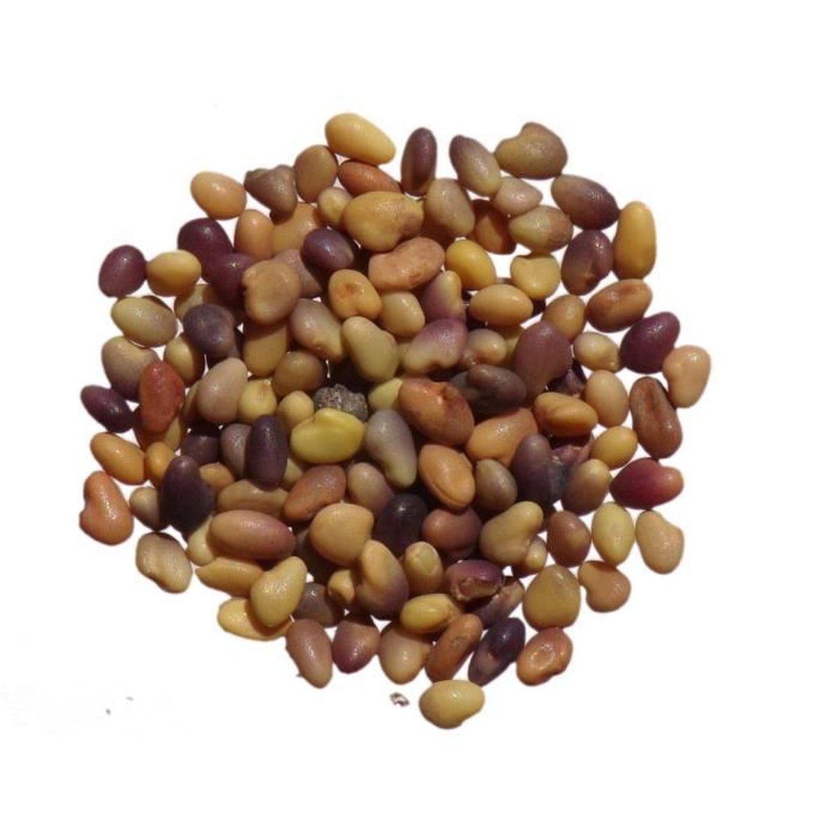 Trèfle Violet NT - 40 grammes - Trifolium Pratense - Red Clover ...