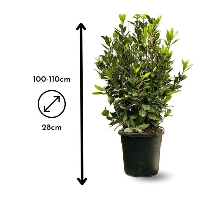 Laurier sauce 100 cm - pot 24 - Plante d'extérieur arbuste - Laurus ...