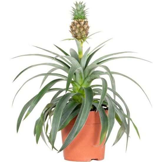 Ananas comosus 'Mi Amigo' – Plant d'ananas – Entretien facile – D12 cm – H30-35 cm - Cdiscount ...
