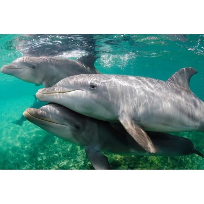 Carte Postale Lenticulaire 3D Déliphins Sous L'Eau (10041)[u1082 ...