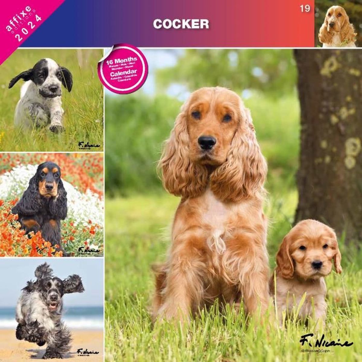 CALENDRIER COCKER 2024 - Cdiscount Beaux-Arts et Loisirs créatifs