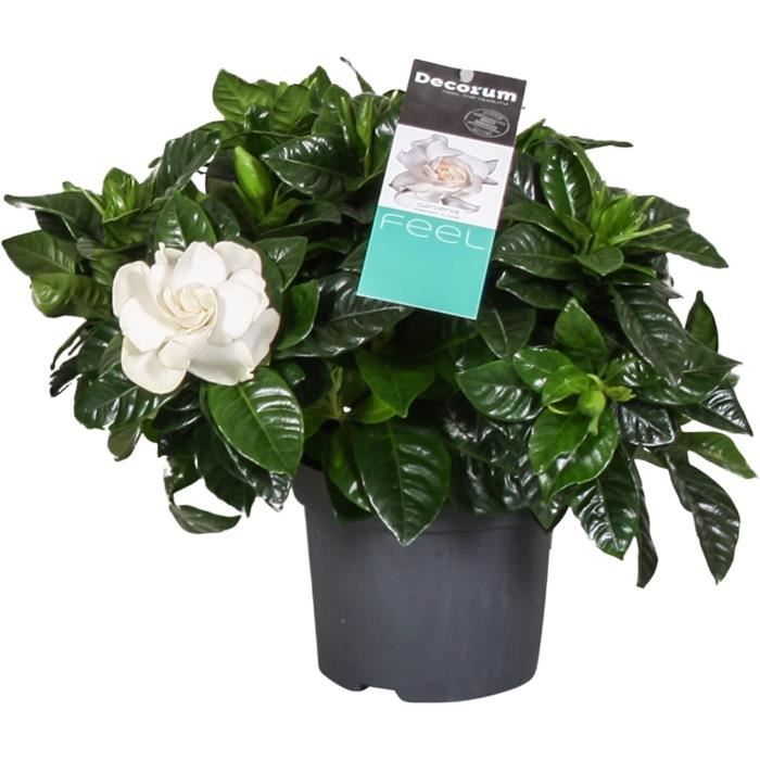 Gardenia Jasminoides - Jasmin Du Cap Plante D'Intérieur Pot 13Cm ...