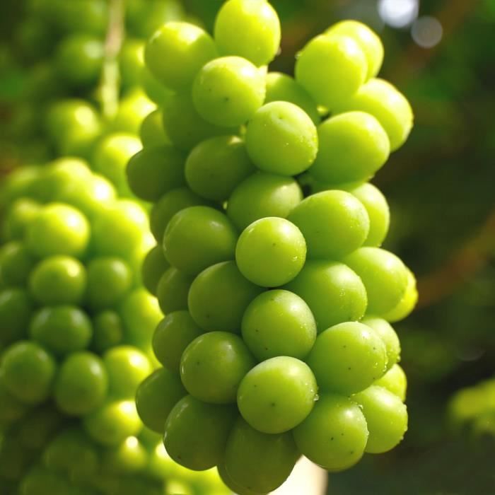 Graines de raisin-100Pcs -Facile à planter, économe en eau, doux ...