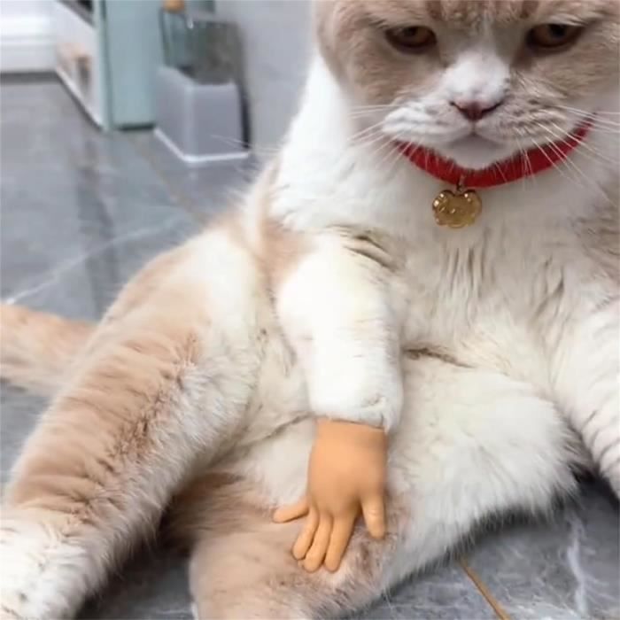 Jouet interactif pour chat - Mini Hands for Cats - Funny Cat Glove Toy ...