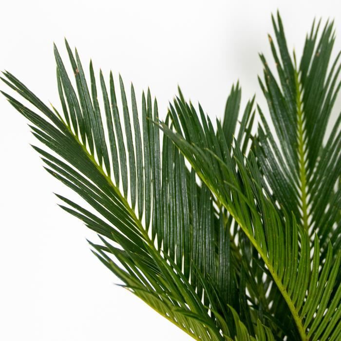 Cycas Revoluta - Palmier de la paix - Palmier - Entretien réduit - D12 ...