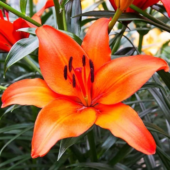 1x Bulbe Lys Bulbe à fleur Plantes fleuries Plante pour jardin Bulbe ...