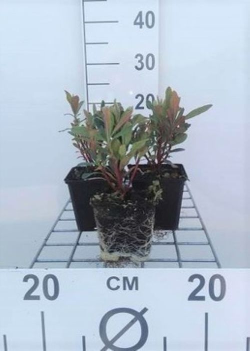 Euphorbia amygd. 'Purpurea' - Euphorbe vivace en pot 9x9 cm, feuillage ...