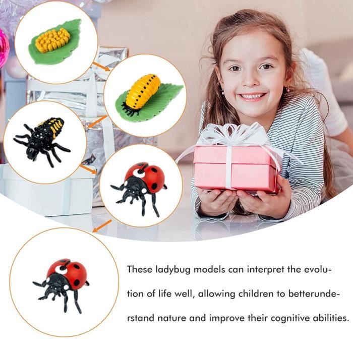 ESTINK étapes de l'insecte pour les étudiants Kit de Cycle de vie des ...