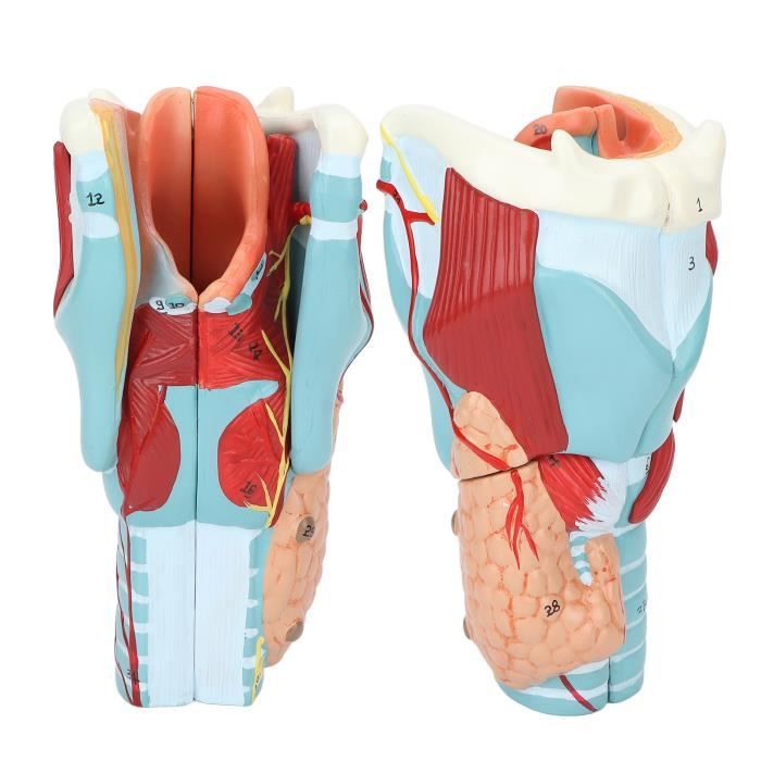 LAI Modèle de gorge humaine agrandie 2X Modèle d'enseignement de la ...