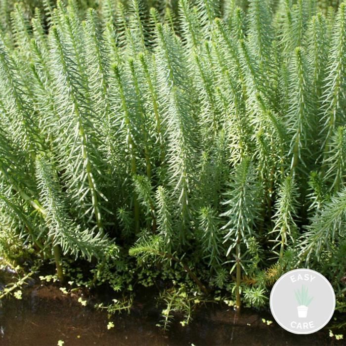 Hippuris Vulgaris - Lidsteng - Plante de bassin - Faible entretien ...